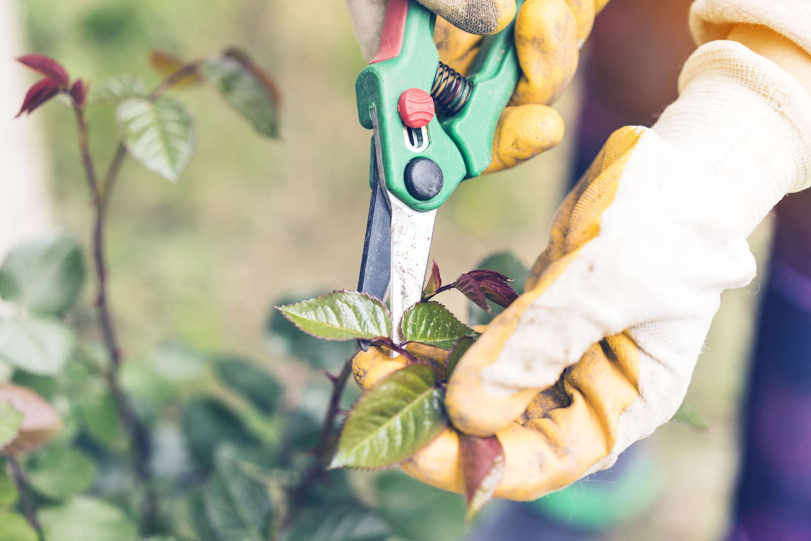 Rosen schneiden und richtig pflegen – was Sie noch darüber wissen sollten? - Trendomat.com