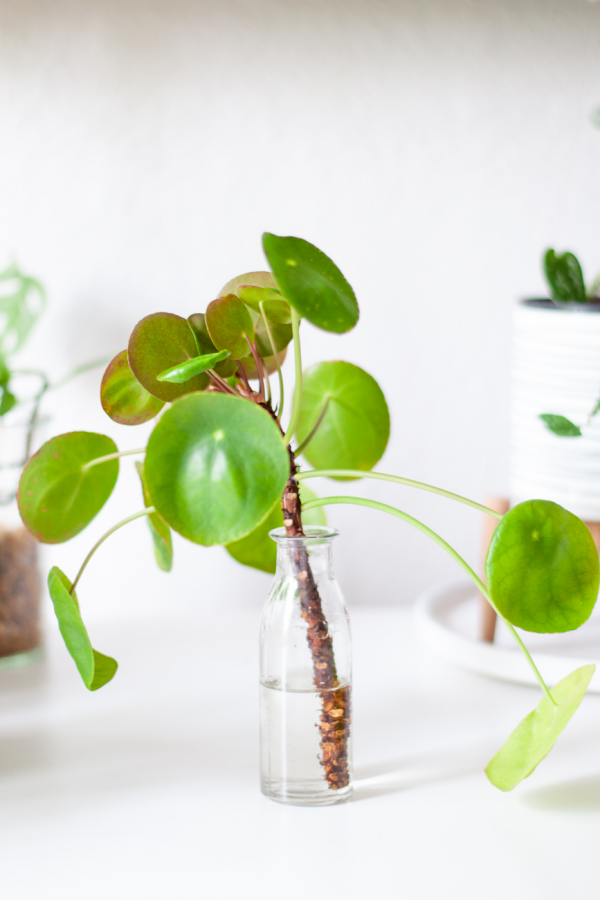 Chinesischer Geldbaum - eine seltene Zimmerpflanze mit hohem ...