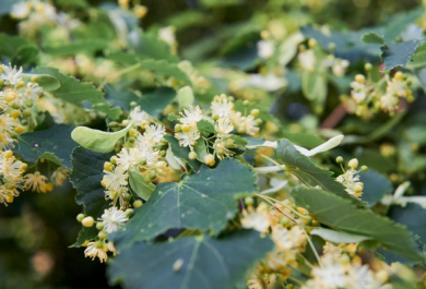 Ein neuer Baum für den Garten – Linde oder Spalierbaum