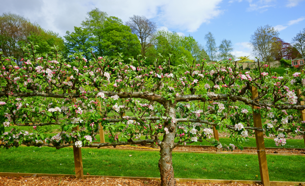 Ein neuer Baum für den Garten – Linde oder Spalierbaum