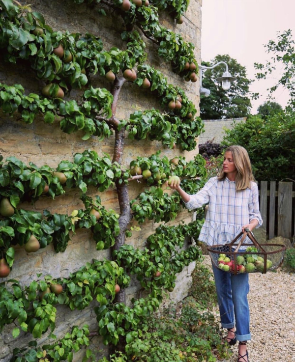 Ein neuer Baum für den Garten – Linde oder Spalierbaum
