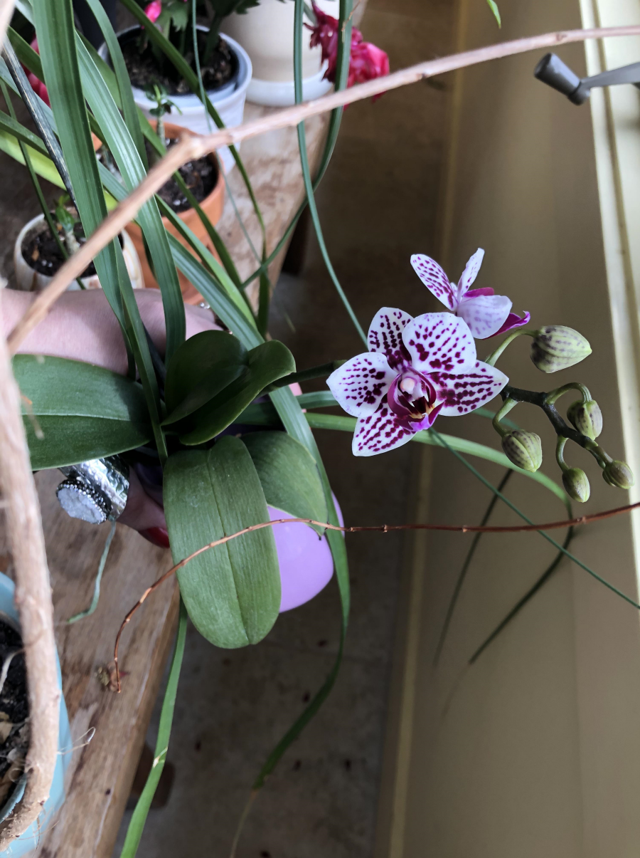 Pflege Von Mini Orchideen